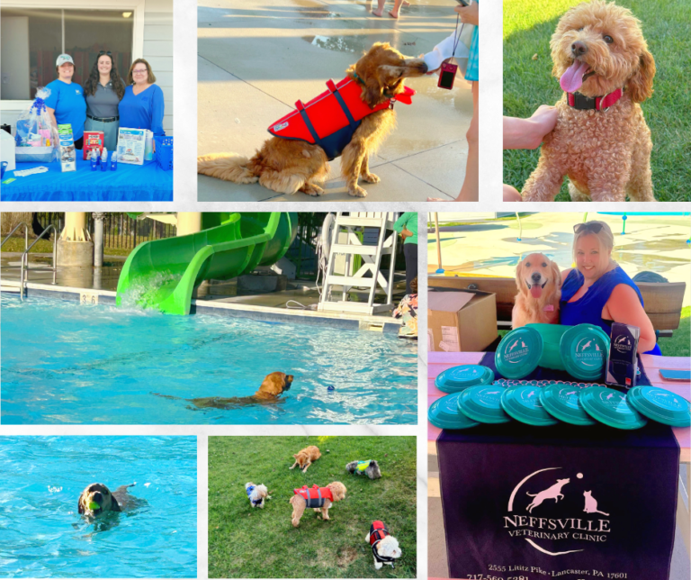 Lititz Springs Pool – Lititz Rec